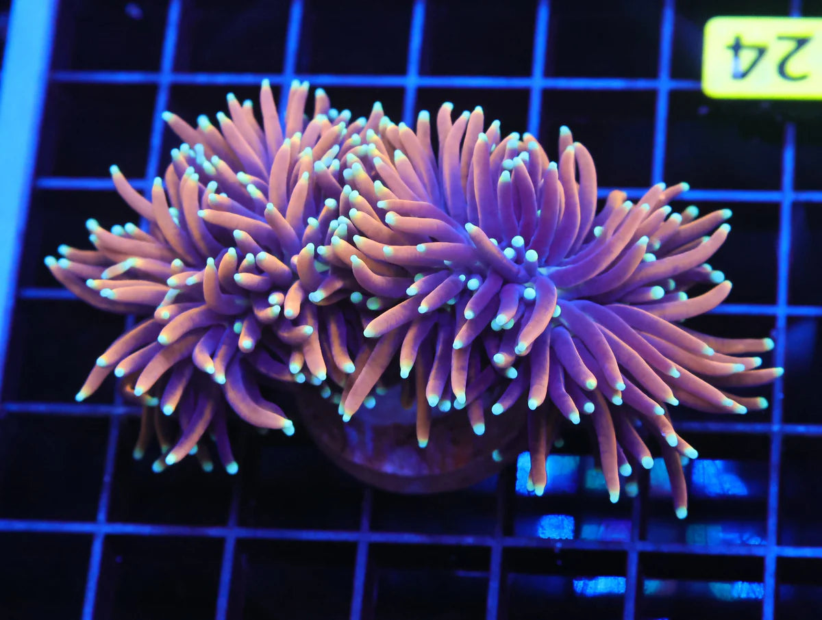 INDO TORCH HELLFIRE 2 HEAD – Ocean To You Aquariums