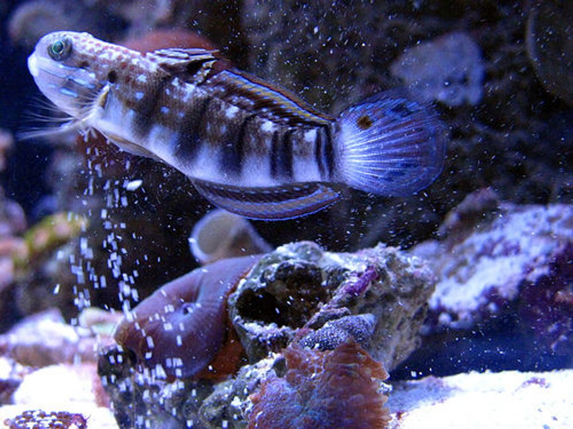 Dragon Goby – Ocean To You Aquariums