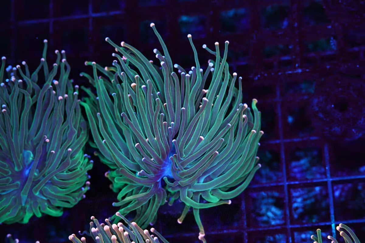 Individual Torch 1614 – Ocean To You Aquariums