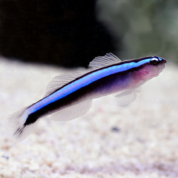 Neon Blue Goby – Ocean To You Aquariums