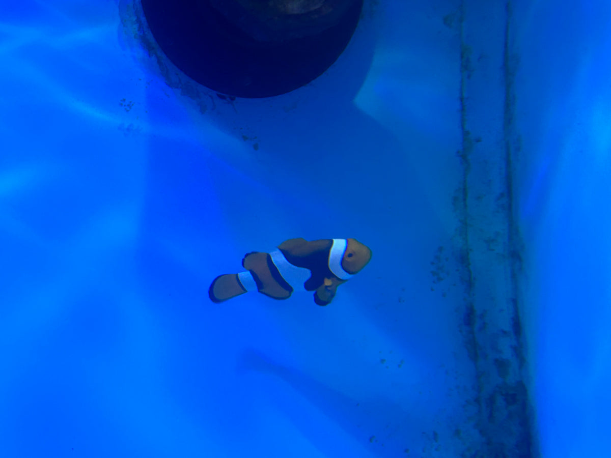 Captive Bred True Percula Clown Fish – Ocean To You Aquariums