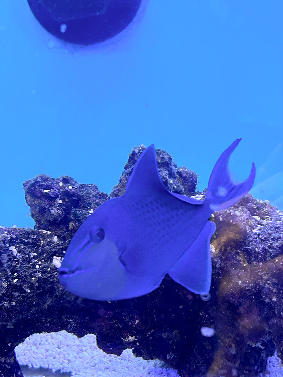Niger Triggerfish – Ocean To You Aquariums