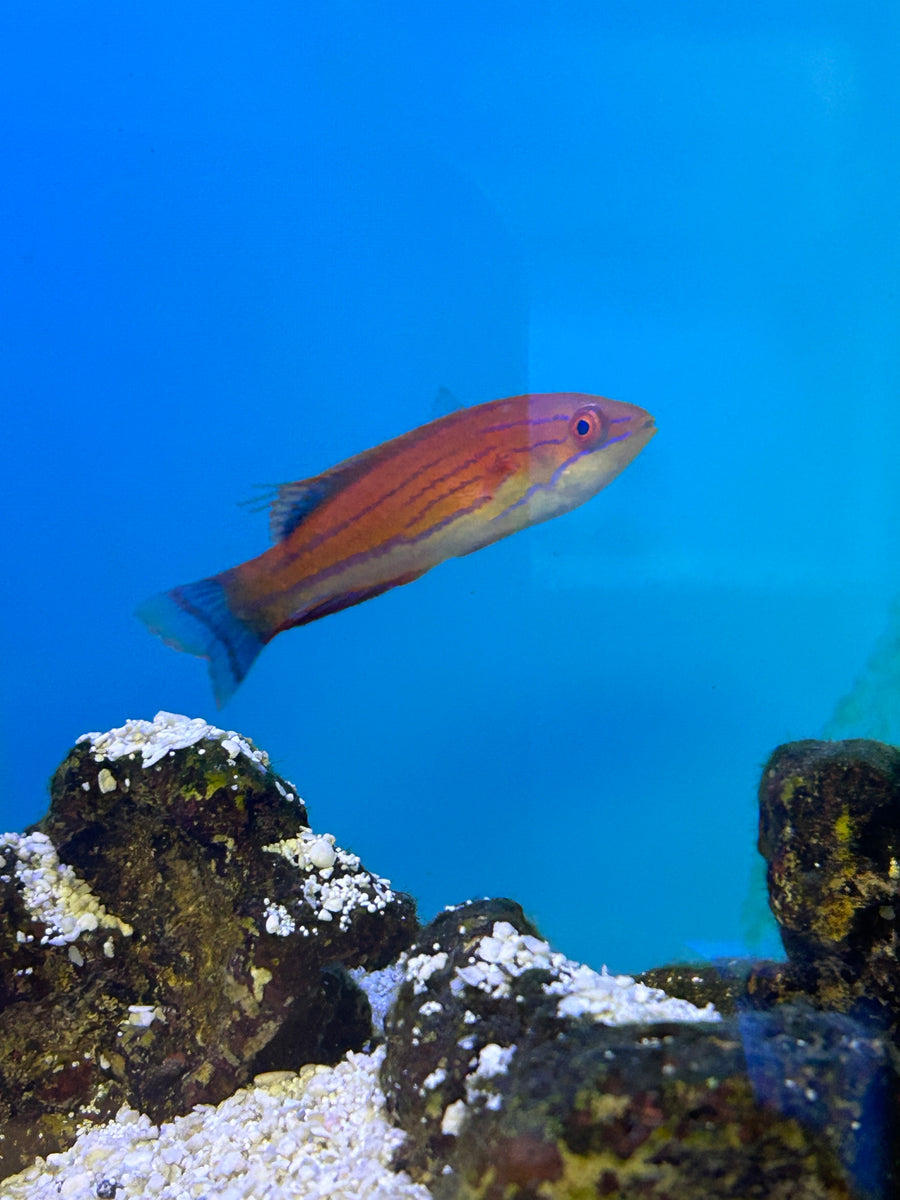 Carpenter Flasher Wrasse – Ocean To You Aquariums