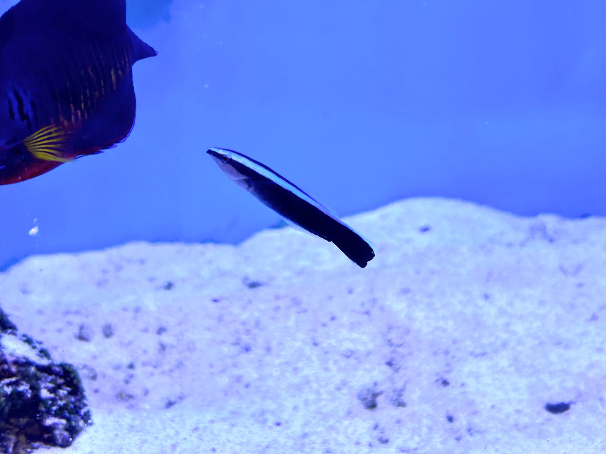 Cleaner Wrasse – Ocean To You Aquariums