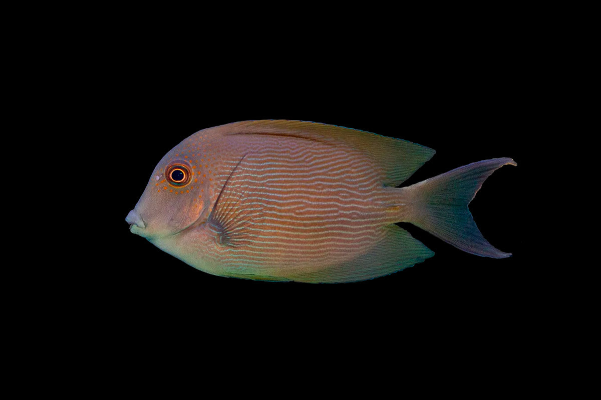 Orange Stripe Tang – Ocean To You Aquariums