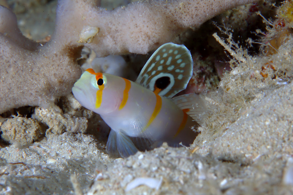 Randall's Goby – Ocean To You Aquariums