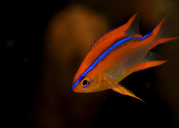 Red Honey Damsel – Ocean To You Aquariums