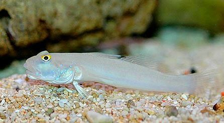 White Sleeper Goby – Ocean To You Aquariums