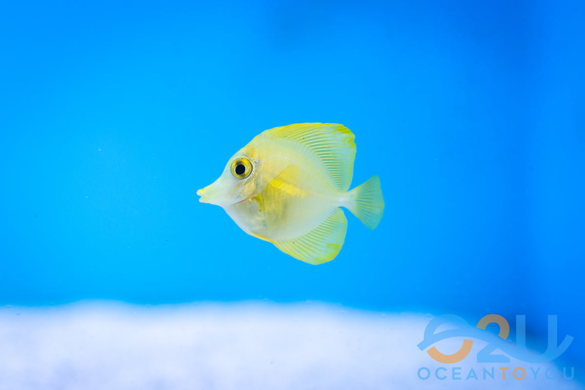 Biota Yellow Tang – Ocean To You Aquariums