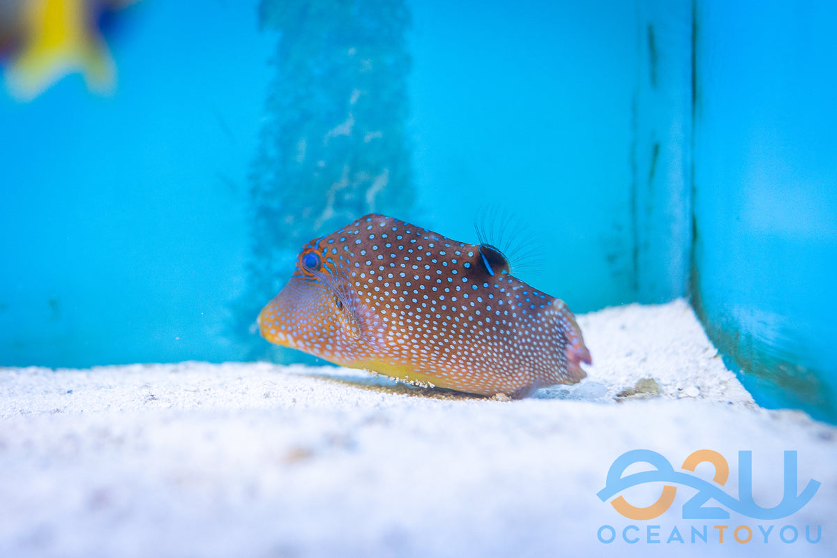 Blue Spot Puffer Fish Fiji- canthigaster – Ocean To You Aquariums