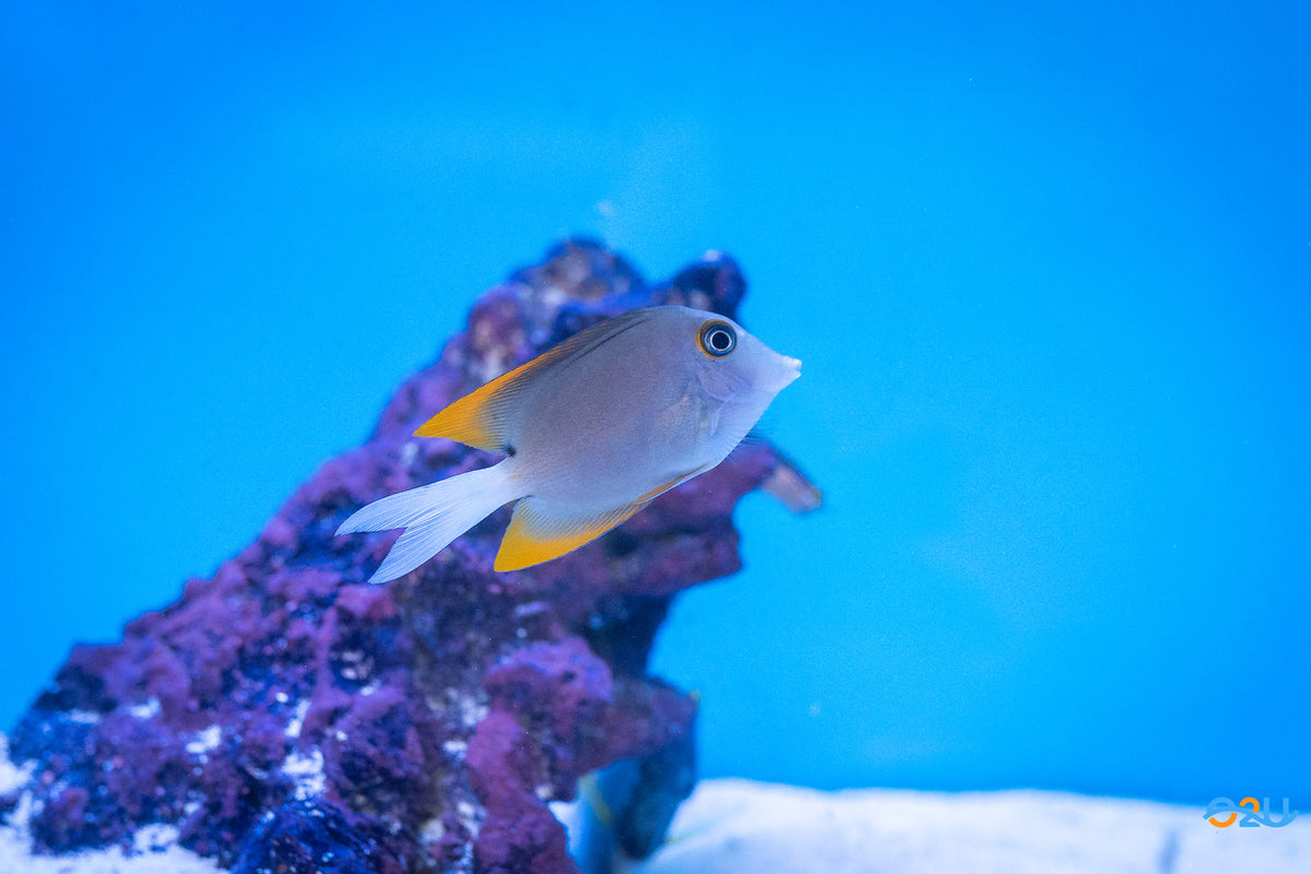 Flame Fin (Tomini) Tang – Ocean To You Aquariums
