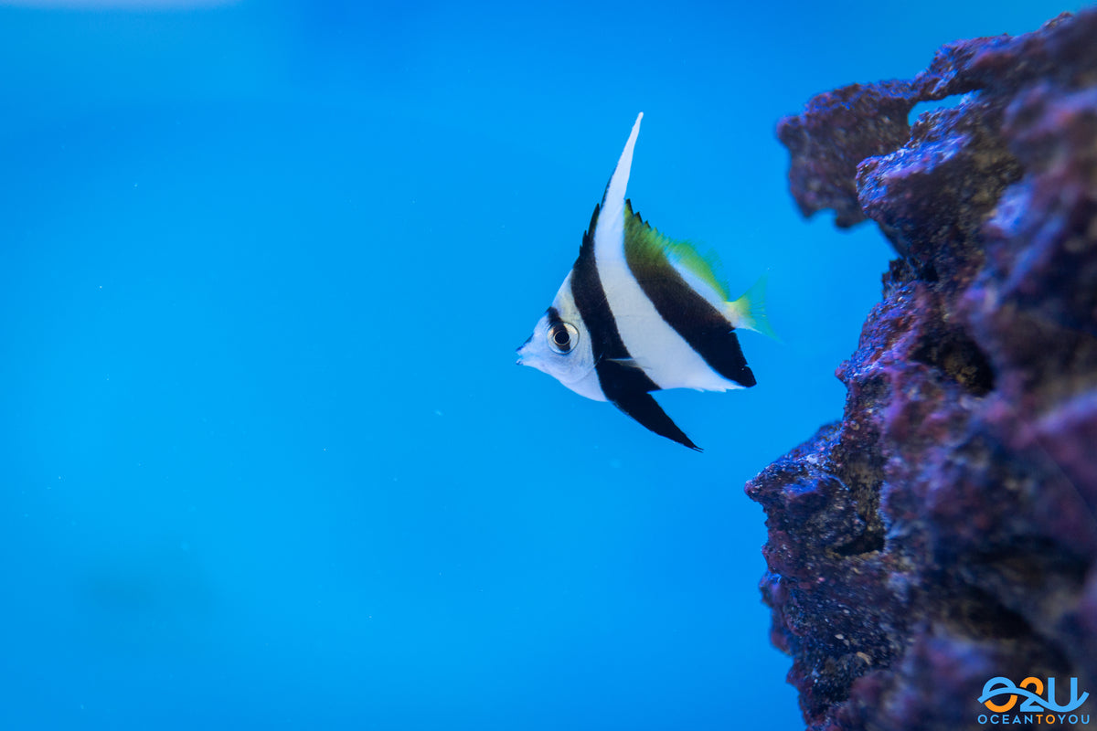 Black And White Heniochus – Ocean To You Aquariums