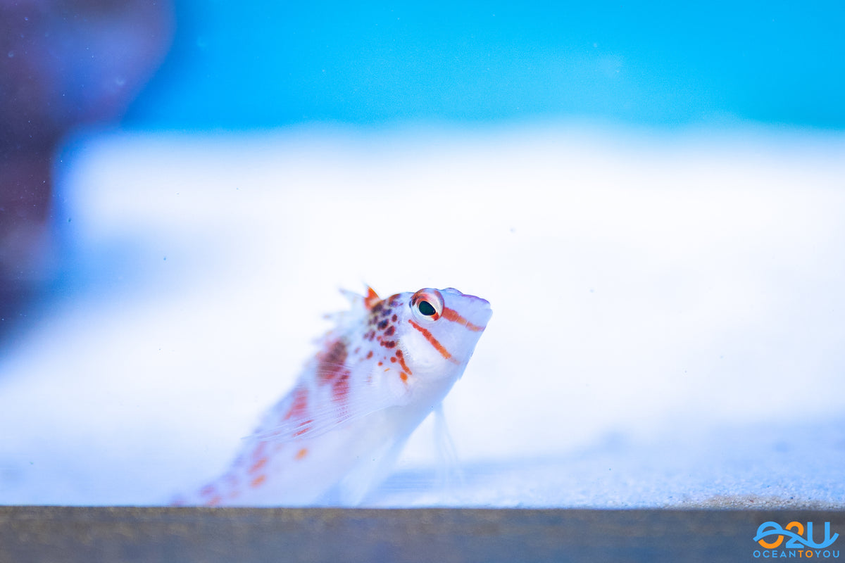 Falco Hawkfish – Ocean To You Aquariums