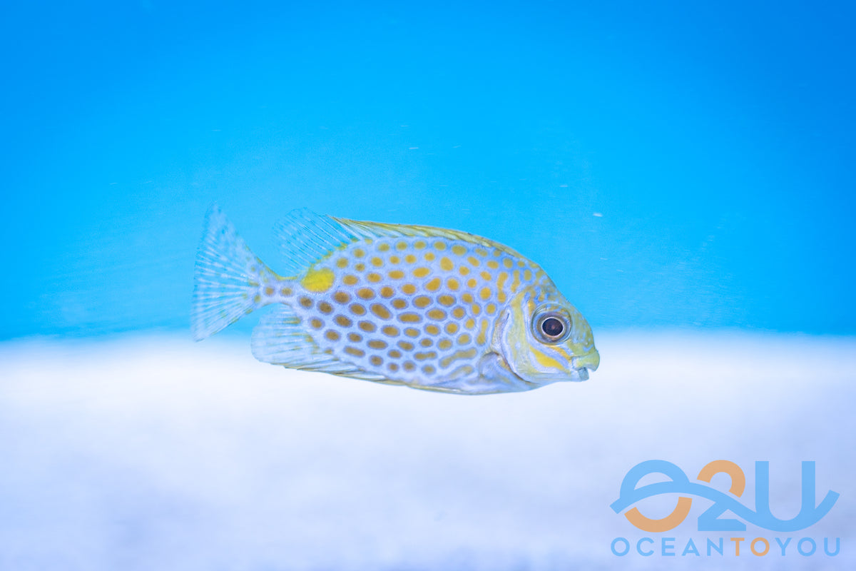 Orange Spot Rabbit Fish – Ocean To You Aquariums