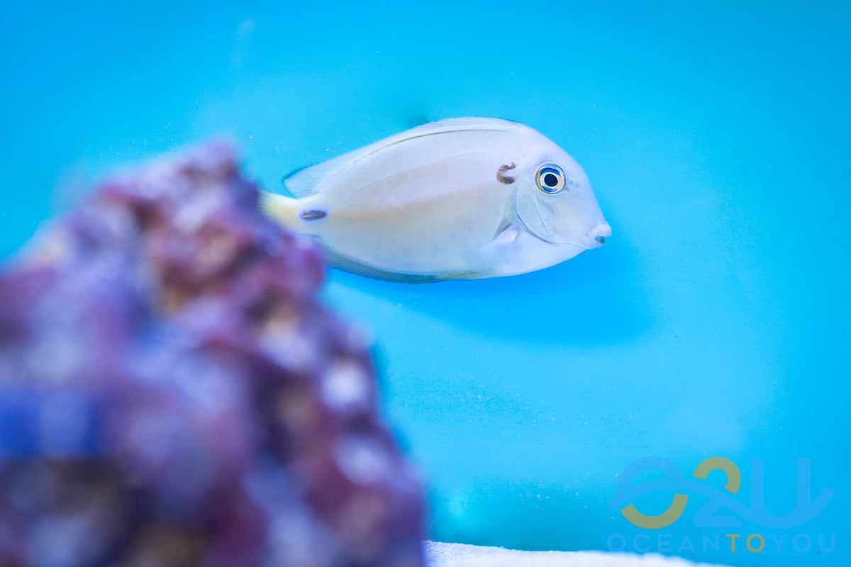 Lieutenant Tang ML (Tennenti) – Ocean To You Aquariums