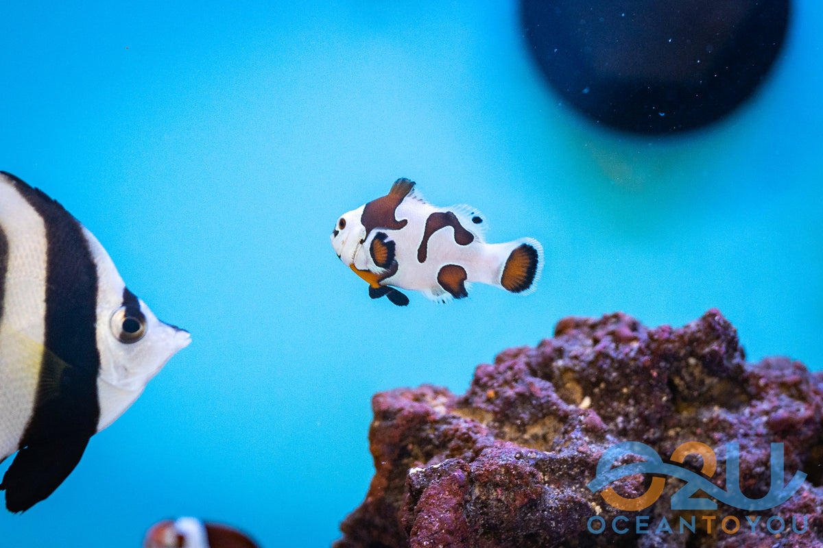 Orange Storm Clown Fish – Ocean To You Aquariums