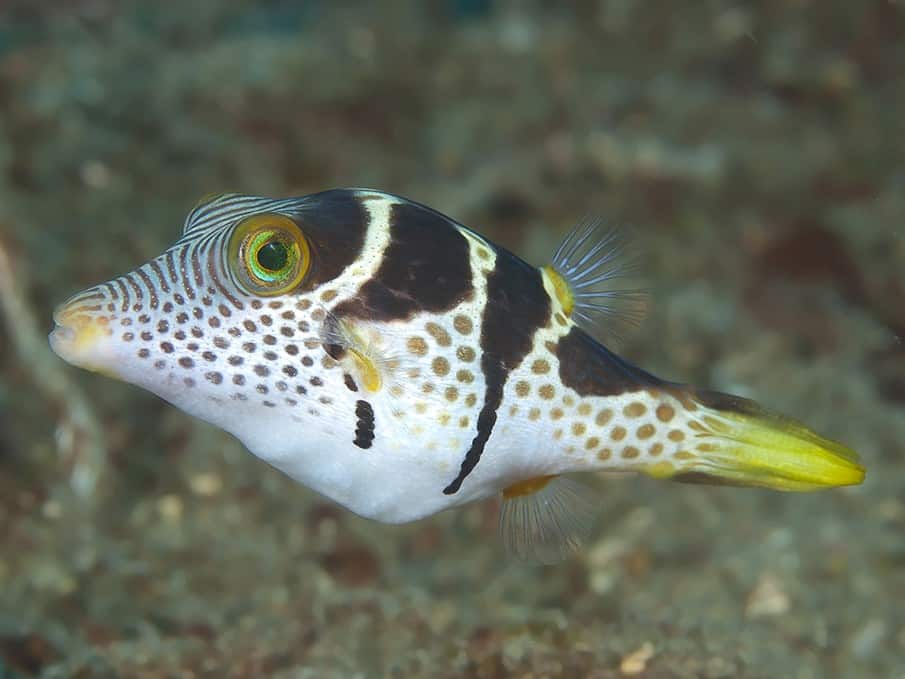 Valentini Puffer – Ocean To You Aquariums