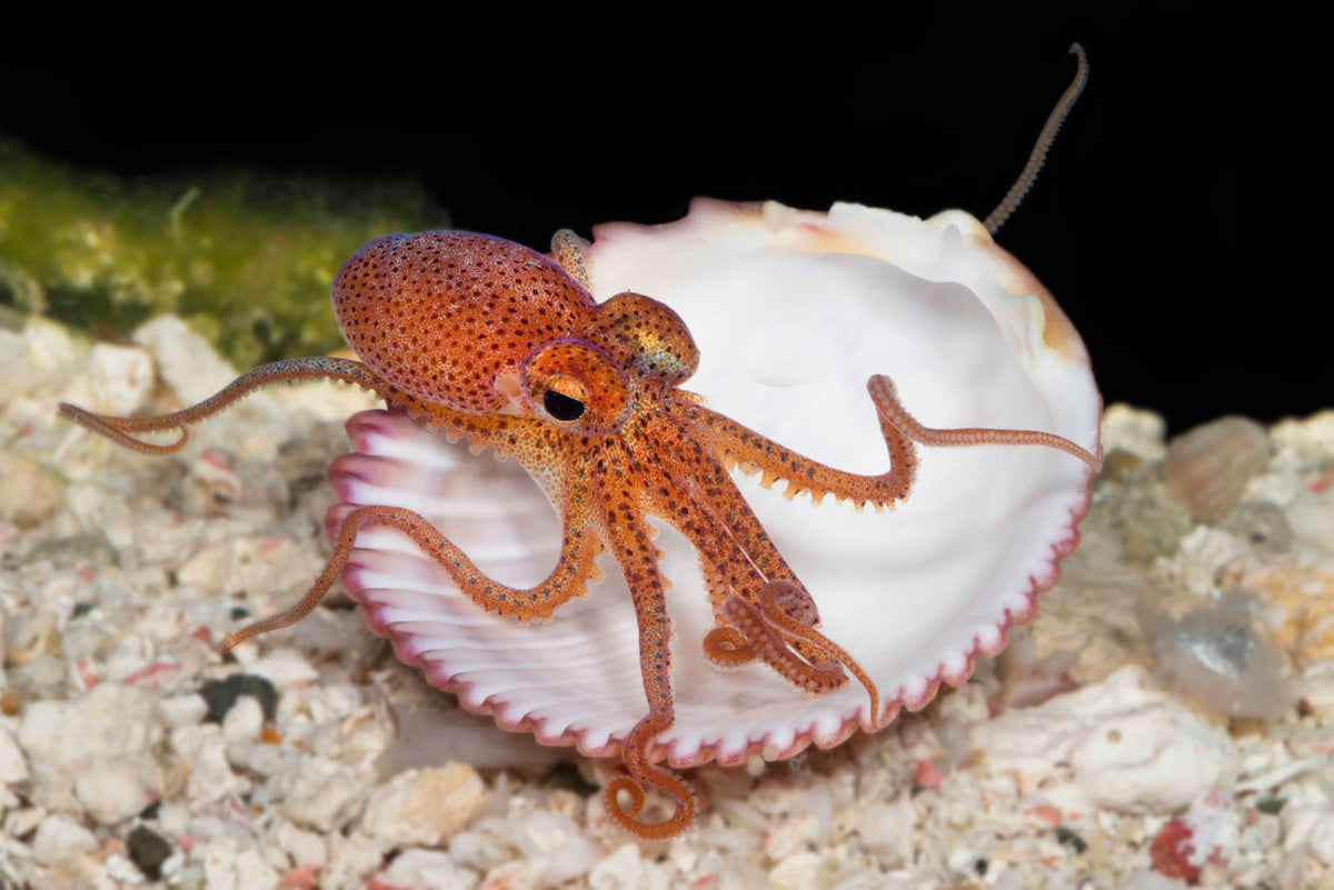Pacific Brown Octopus – Ocean To You Aquariums