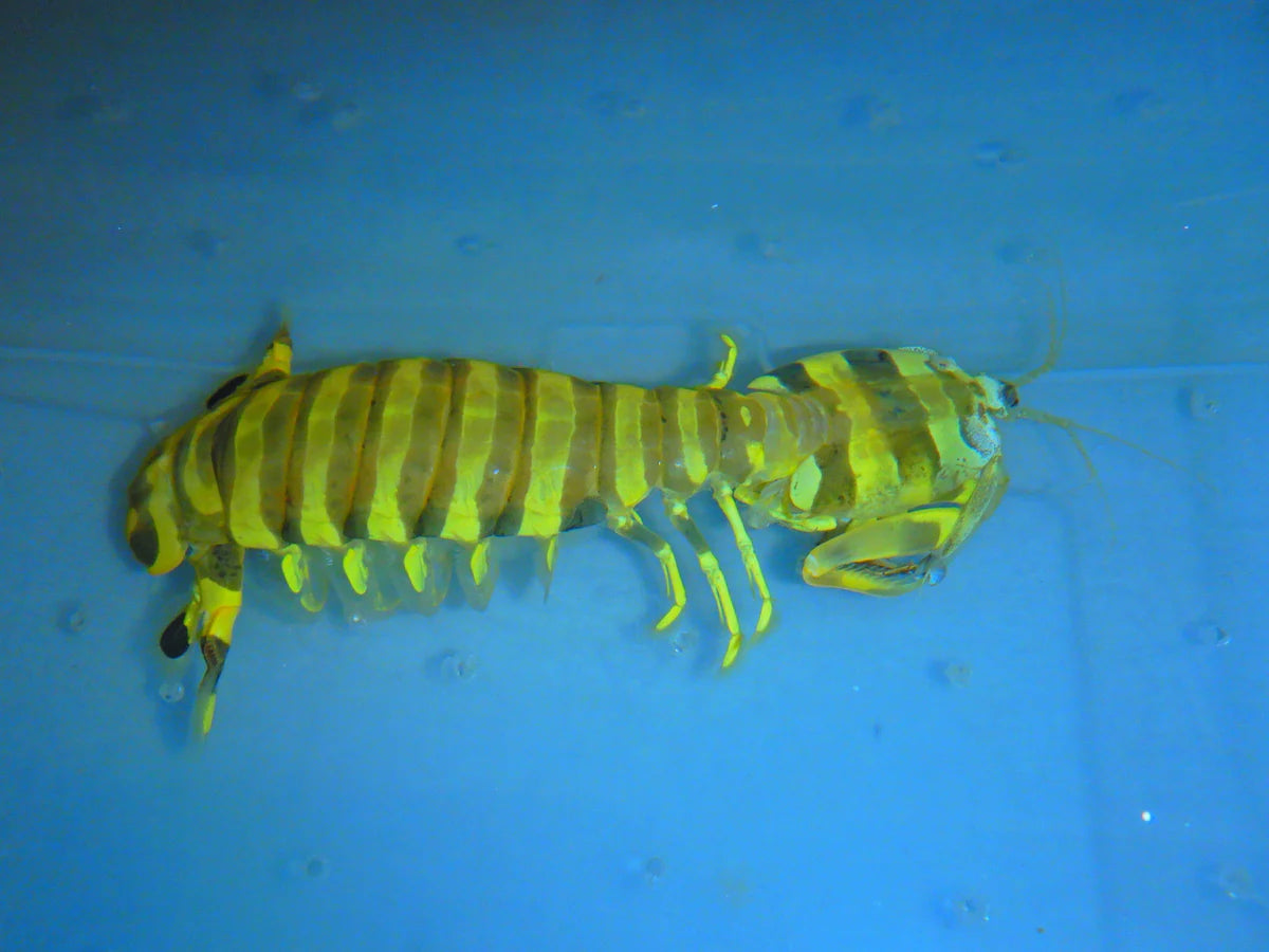 GOLDEN ZEBRA MANTIS SHRIMP RARE++ – Ocean To You Aquariums