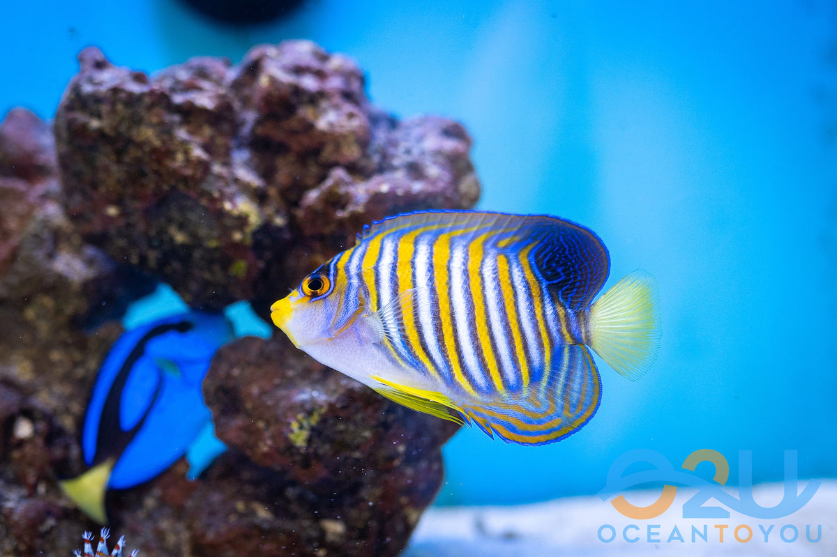 Regal Angel – Ocean To You Aquariums