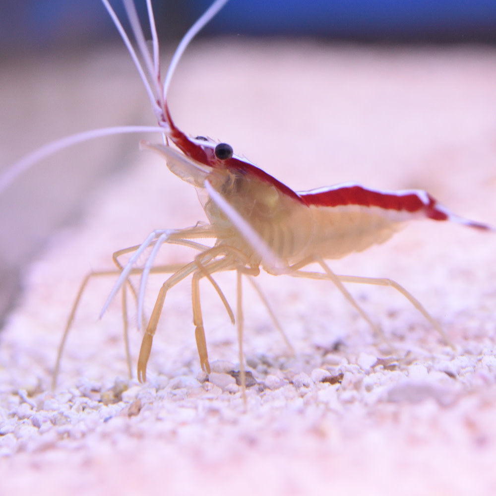 Cleaner Shrimp – Ocean To You Aquariums