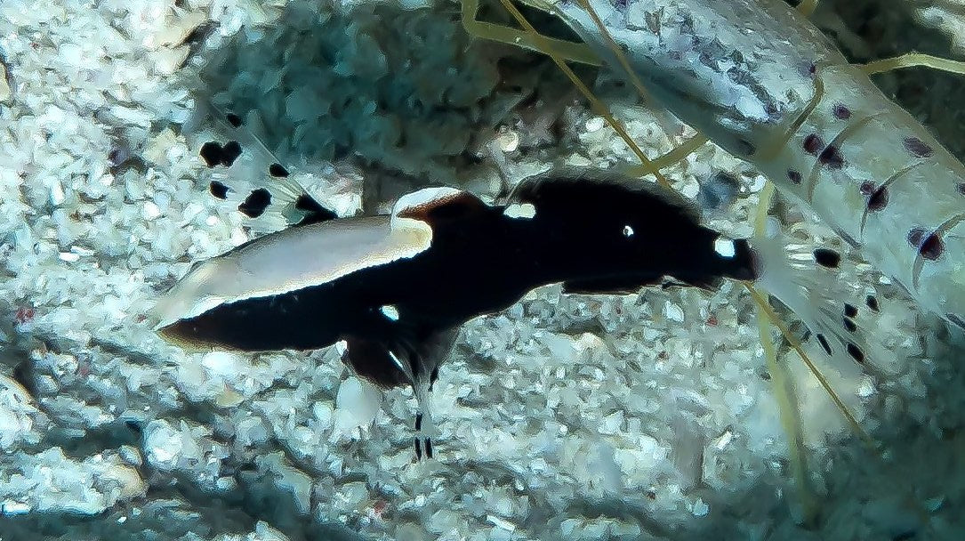 White Cap Goby – Ocean To You Aquariums