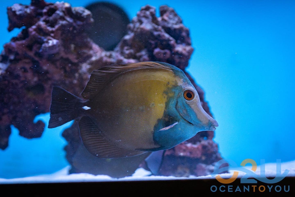Blue Face Koi Tang ML/L – Ocean To You Aquariums