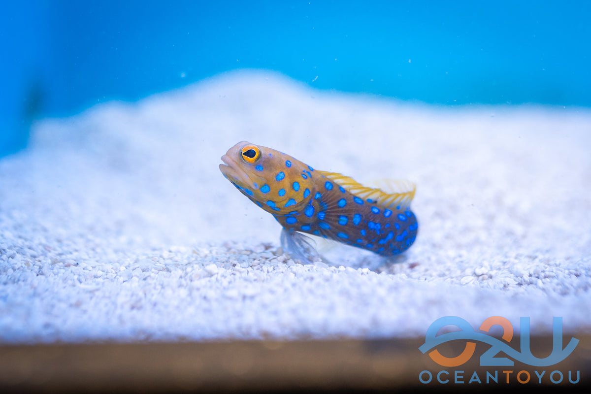 Blue Spot Jawfish; Mexico – Ocean To You Aquariums