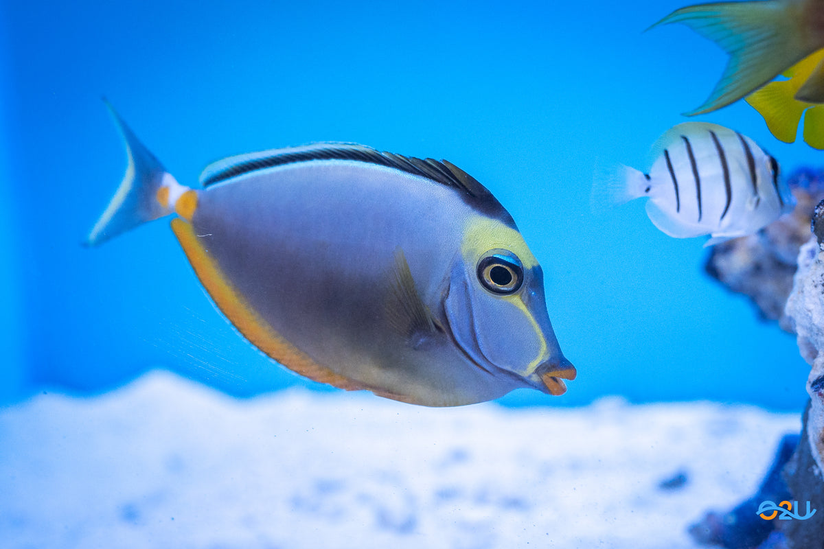 Naso Tang, Fiji – Ocean To You Aquariums