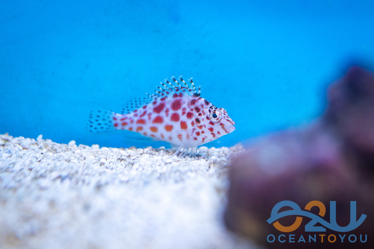Spotted Hawkfish – Ocean To You Aquariums
