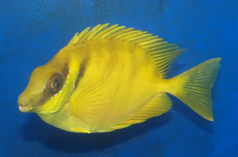 Golden Rabbit Fish SM – Ocean To You Aquariums