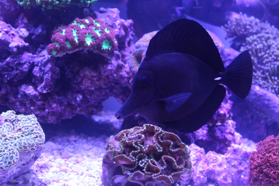 Longnose Black Tang – Ocean To You Aquariums