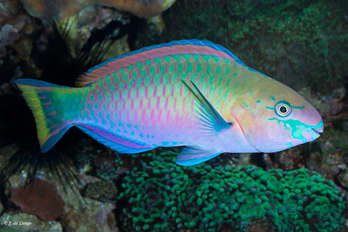 Quoy's Parrot – Ocean To You Aquariums
