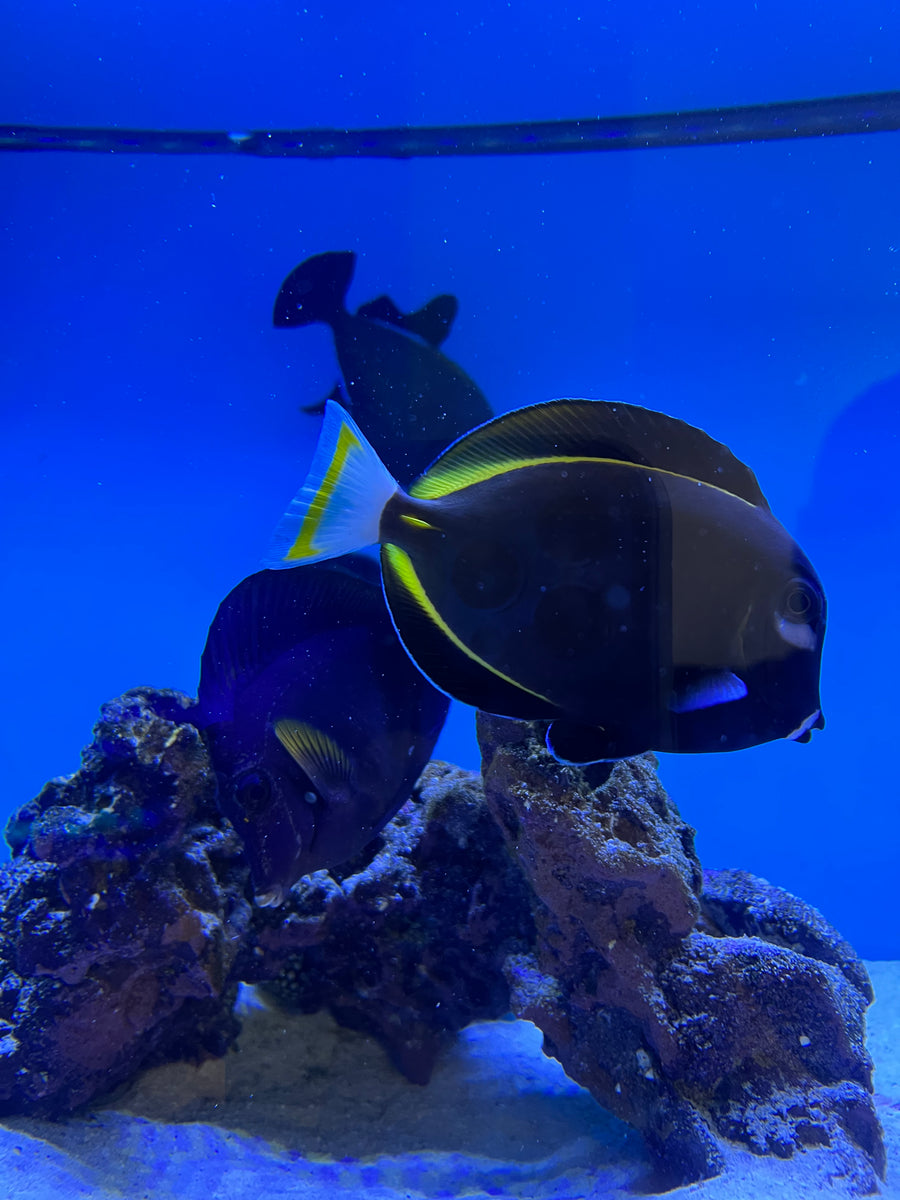 Whitecheek Tang (Gold-rimmed Surgeonfish) ML – Ocean To You Aquariums