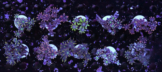 Frag Clove Polyp – Ocean To You Aquariums