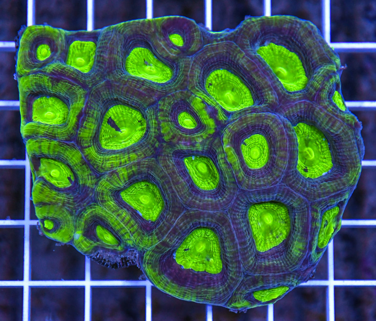 Favia Prism INDO LG – Ocean To You Aquariums